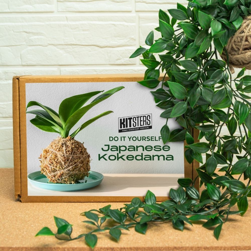 DIY Japanese Kokedama Kit | Fun Gardening DIY Kits | Kitsters