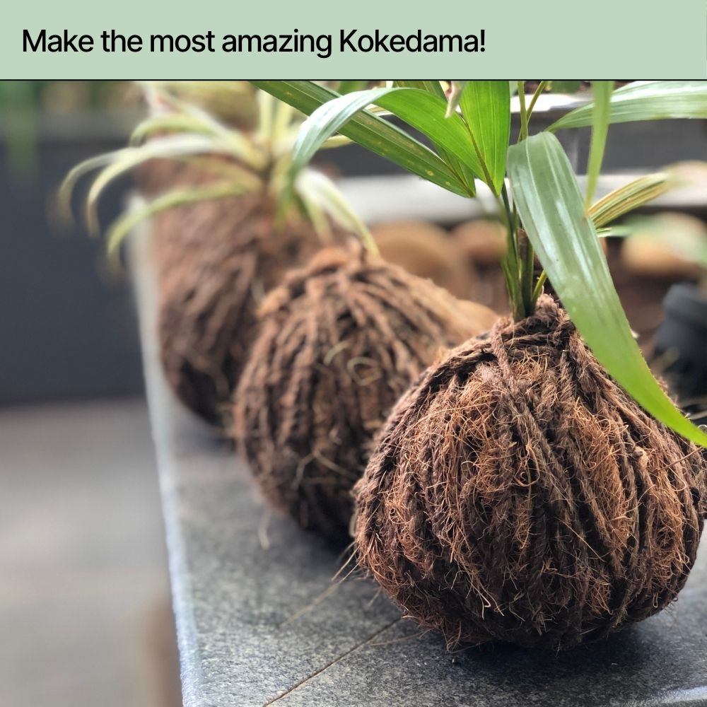 DIY Japanese Kokedama Kit | Fun Gardening DIY Kits | Kitsters