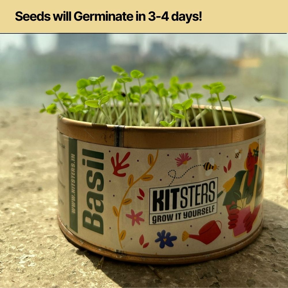 Grow In A Can: Basil | DIY Gardening Kit | Kitsters