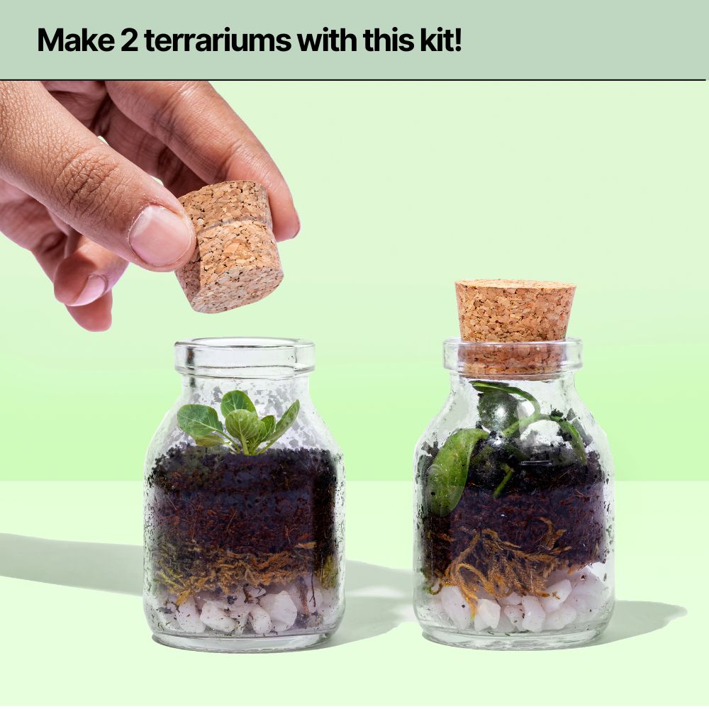 DIY Mini Terrarium Kit | DIY Gardening Kit | Kitsters
