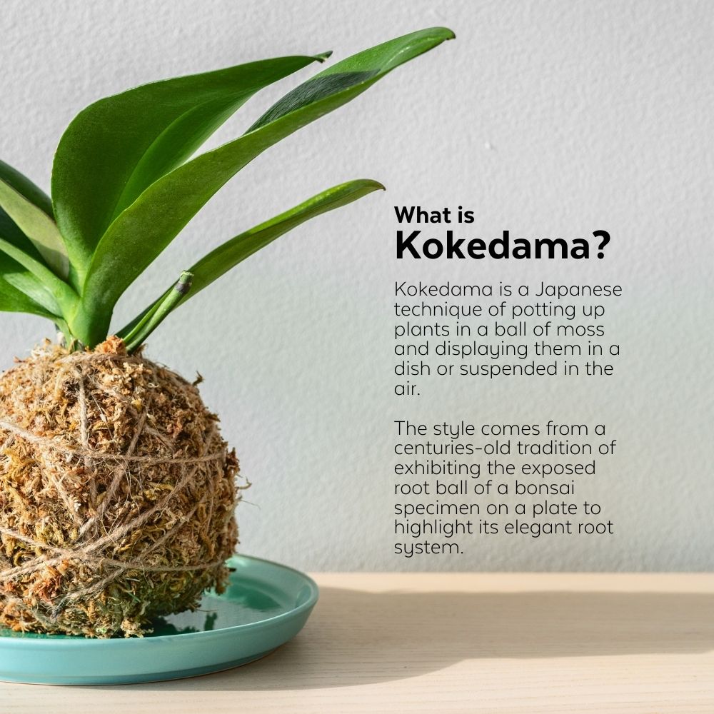 DIY Japanese Kokedama Kit | Fun Gardening DIY Kits | Kitsters