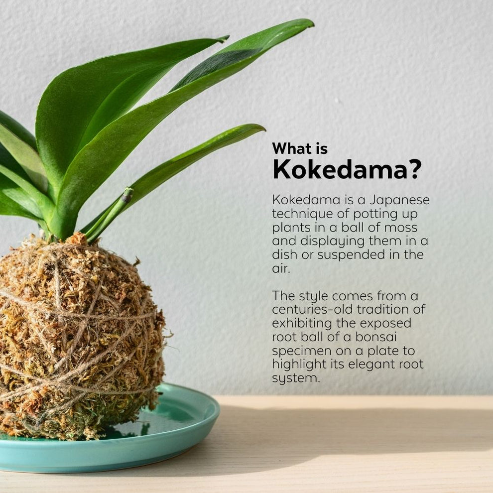 DIY Japanese Kokedama Kit | Fun Gardening DIY Kits | Kitsters