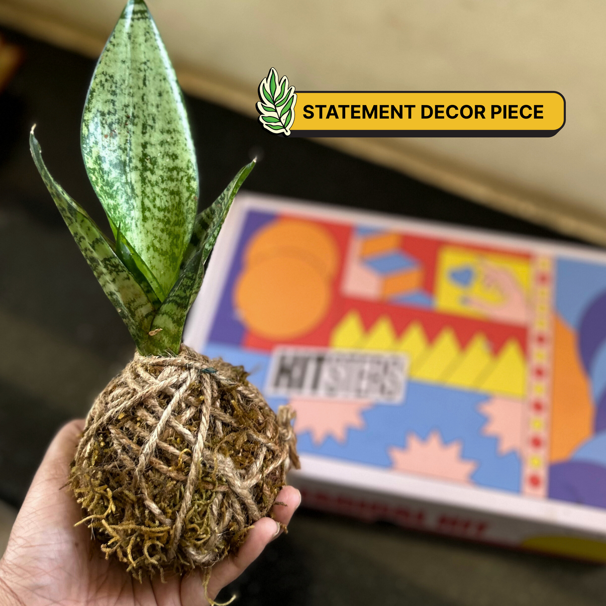 DIY Japanese Kokedama Kit | Fun Gardening DIY Kits | Kitsters