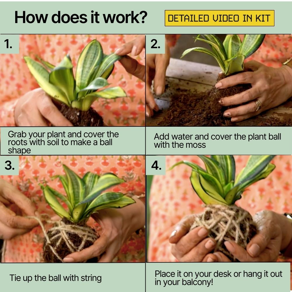 DIY Japanese Kokedama Kit | Fun Gardening DIY Kits | Kitsters