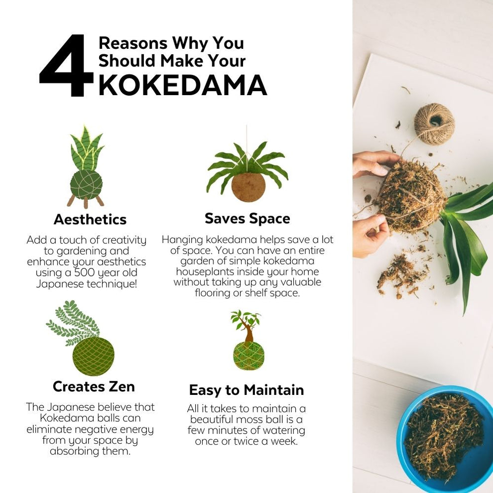 DIY Japanese Kokedama Kit | Fun Gardening DIY Kits | Kitsters